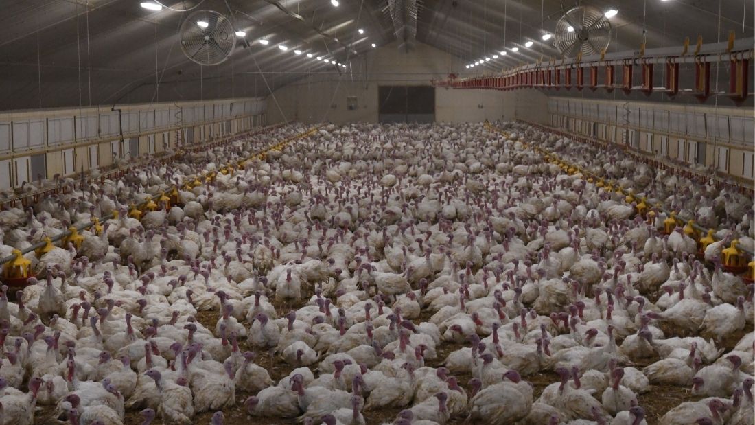 How Turkeys Are Farmed and Killed | Viva! The Vegan Charity