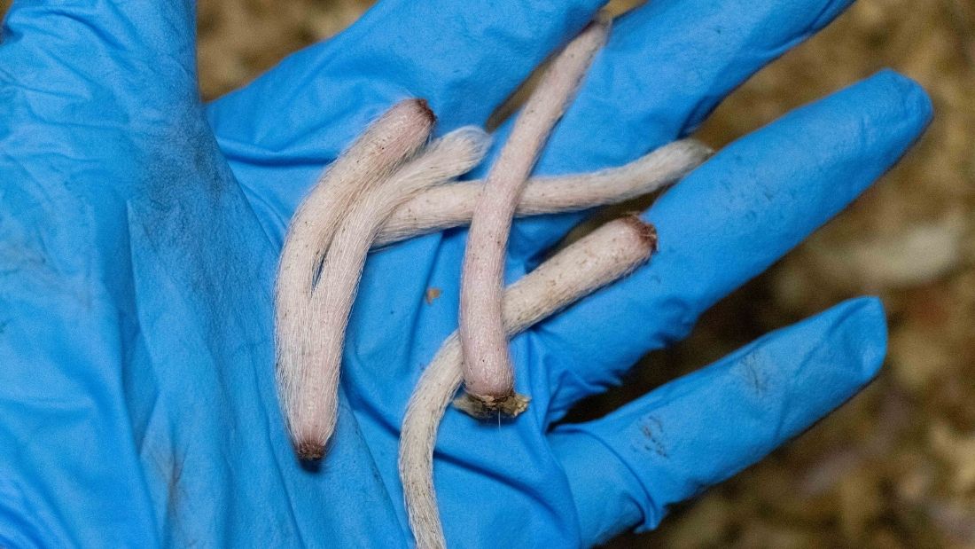 Pig Farming in the UK | Viva! The Vegan Charity