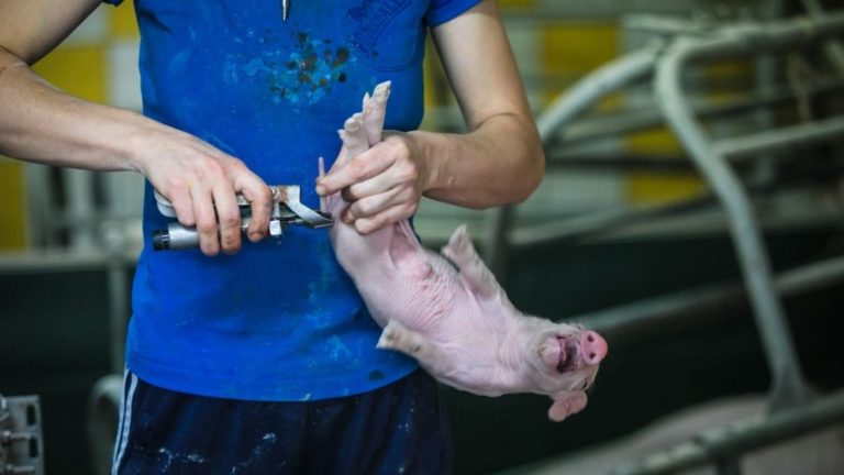 Pig Farming in the UK | Viva! The Vegan Charity