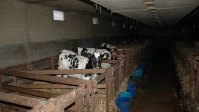 How Beef Cattle Are Farmed and Killed | Viva! The Vegan Charity