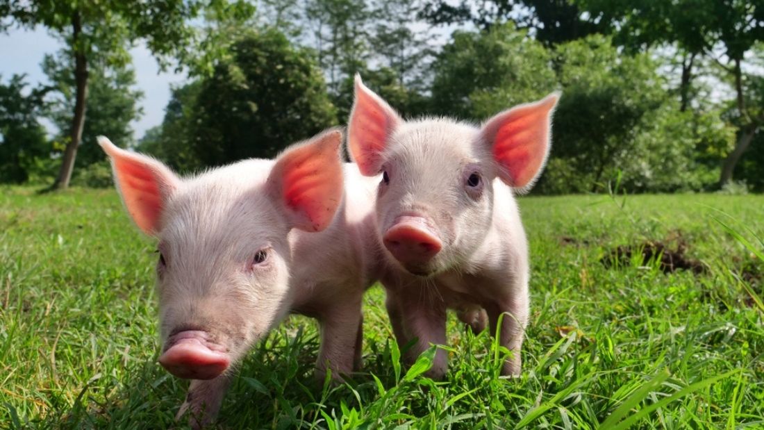 Pig Farming in the UK | Viva! The Vegan Charity
