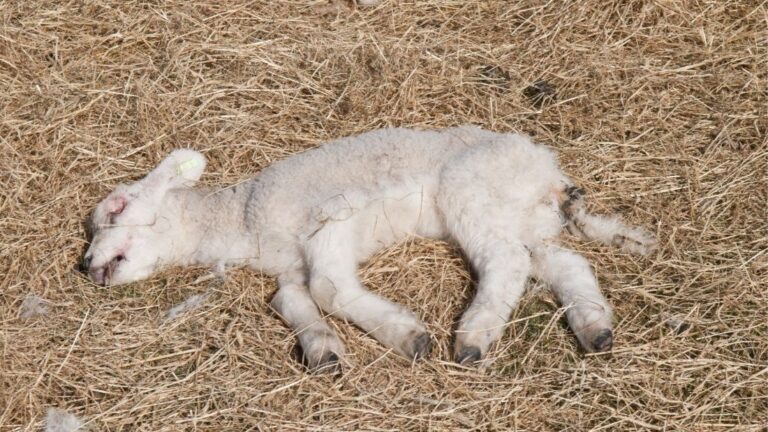 How Sheep and Lambs Are Farmed and Killed | Viva! The Vegan Charity