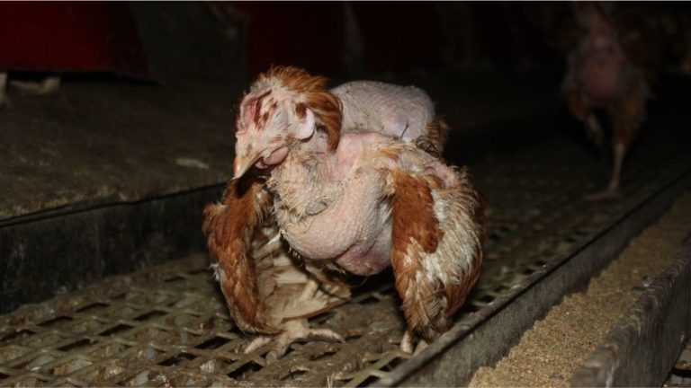How Egg-laying Hens Are Farmed and Killed | Viva! The Vegan Charity