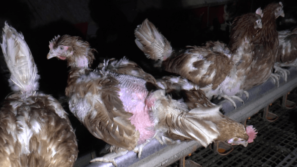How Egg-laying Hens Are Farmed and Killed | Viva! The Vegan Charity