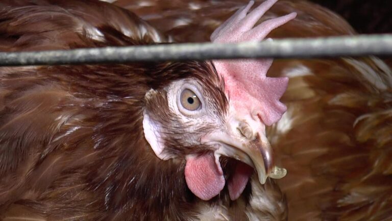 5 of the scariest things that happen on factory farms - Animals | Viva ...