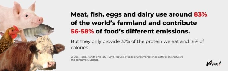 Statistics about veganism | Viva! The Vegan Charity