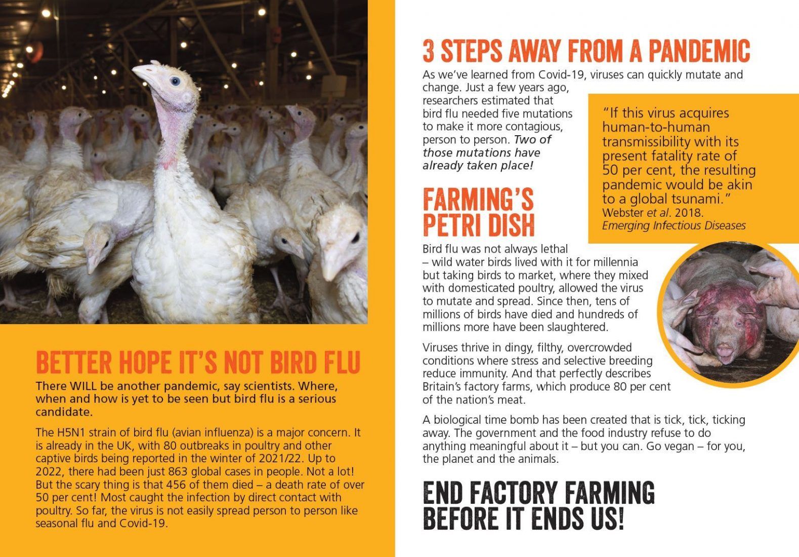 Bird flu - Birthplace of the next pandemic? | Viva! The Vegan Charity