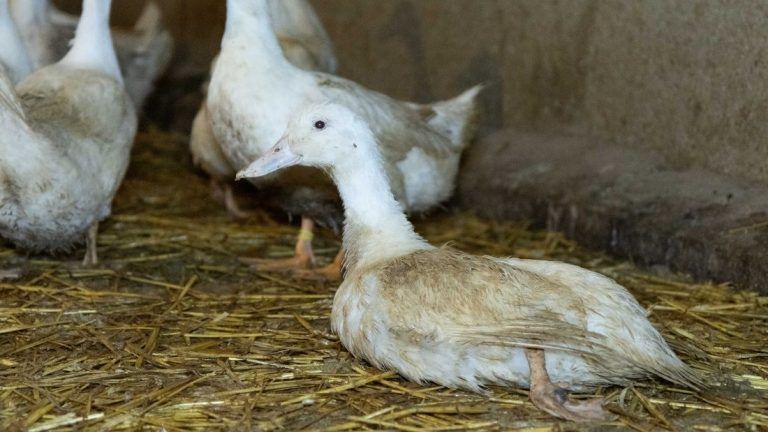 Vitamin B3 (niacin) - | Viva! The Vegan Charity