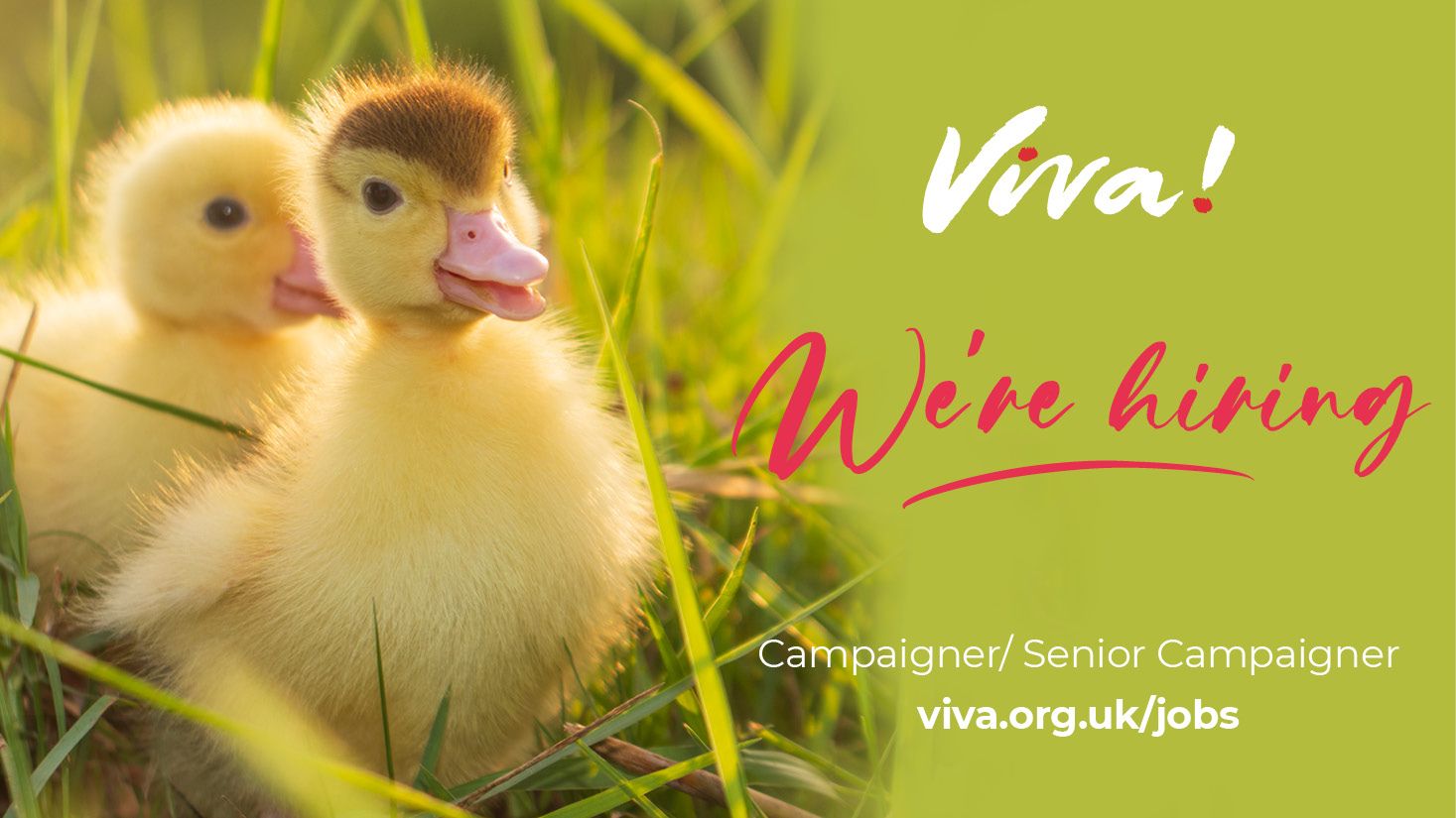 Vacancies | Viva! The Vegan Charity