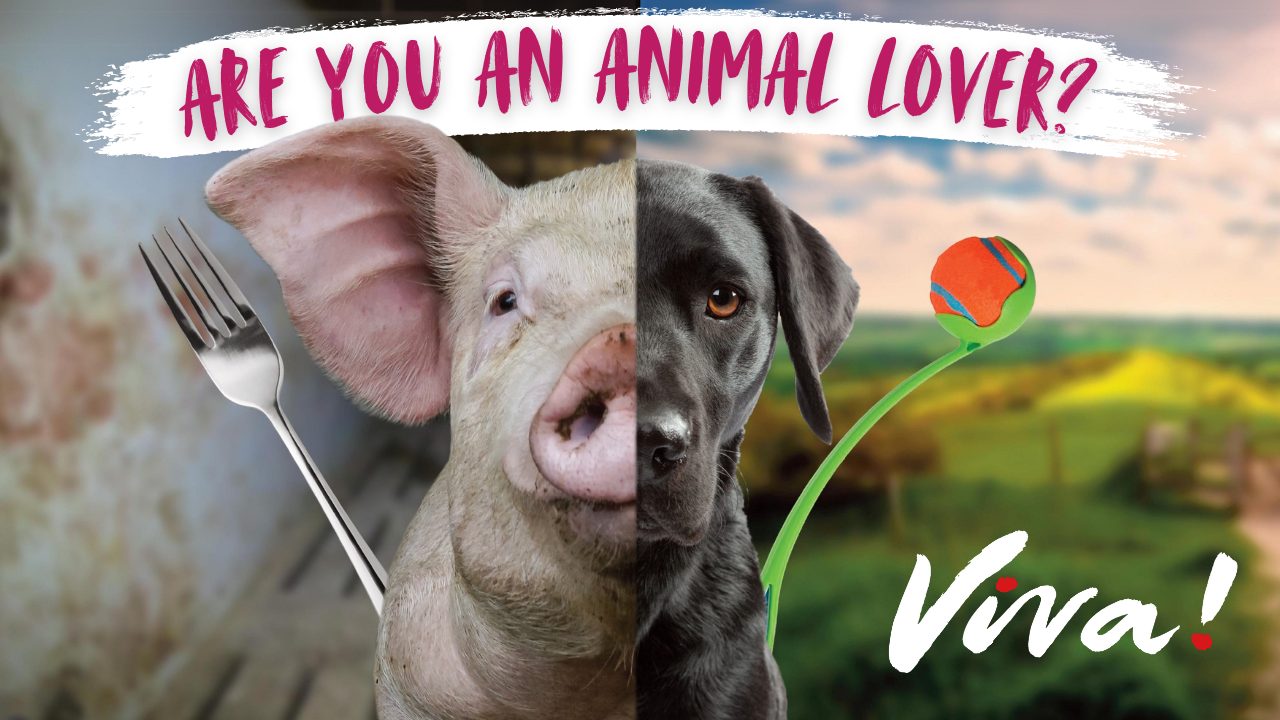 Our resources | Viva! The Vegan Charity